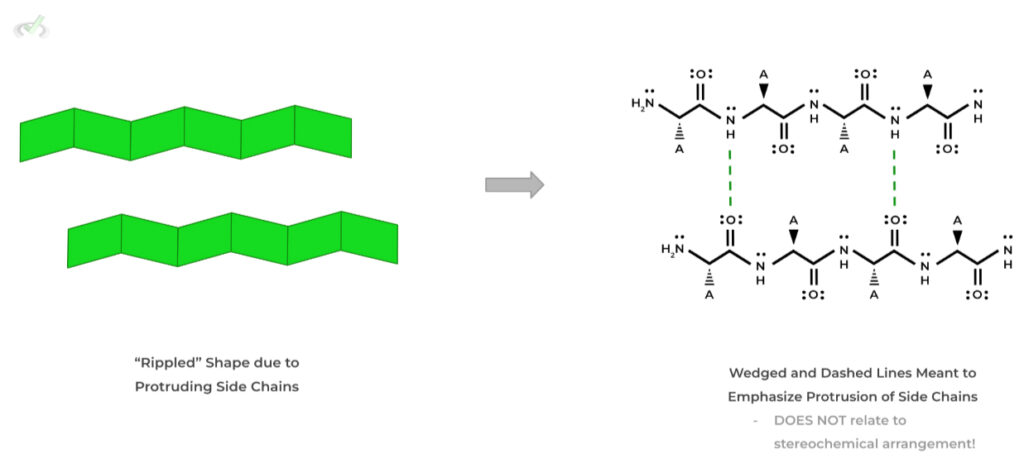 Protein Structure on the MCAT – MedLife Mastery
