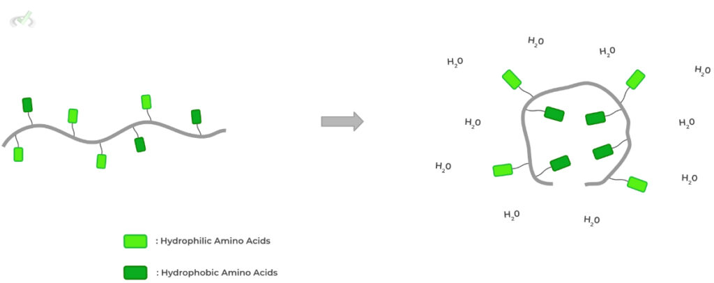 Protein Structure on the MCAT – MedLife Mastery