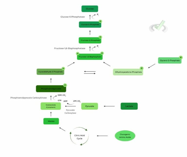Gluconeogenesis on the MCAT – MedLife Mastery