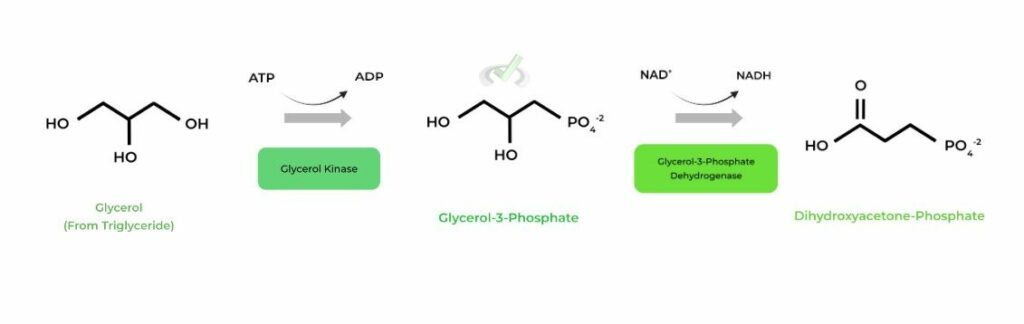 Gluconeogenesis on the MCAT – MedLife Mastery