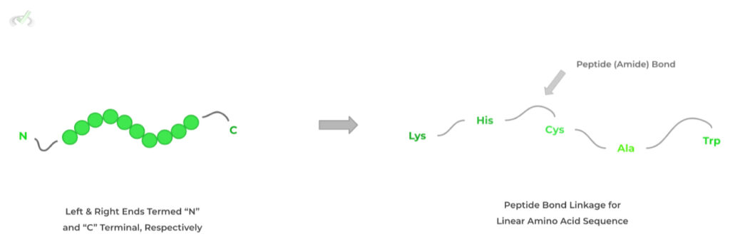 Protein Structure on the MCAT – MedLife Mastery
