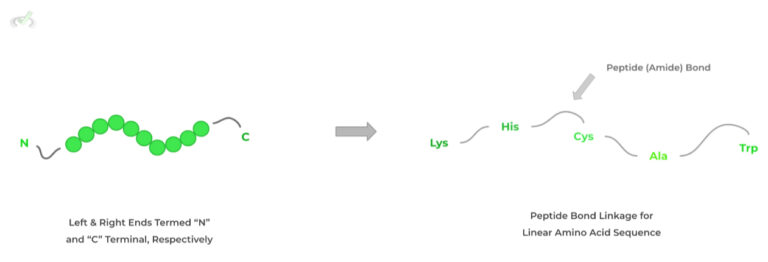 Protein Structure on the MCAT – MedLife Mastery