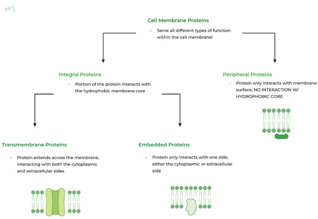 Biological Membranes: Composition and Structure on the MCAT – MedLife ...