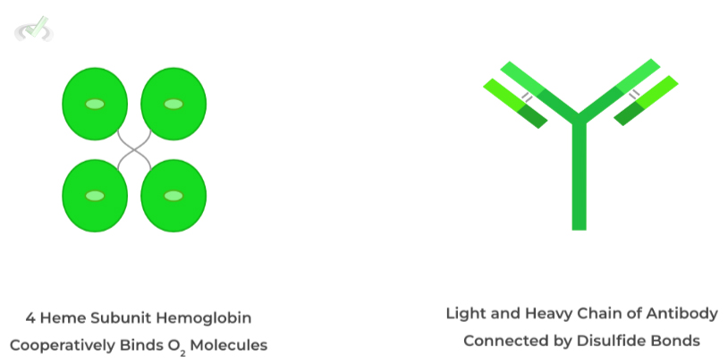 Protein Structure on the MCAT – MedLife Mastery