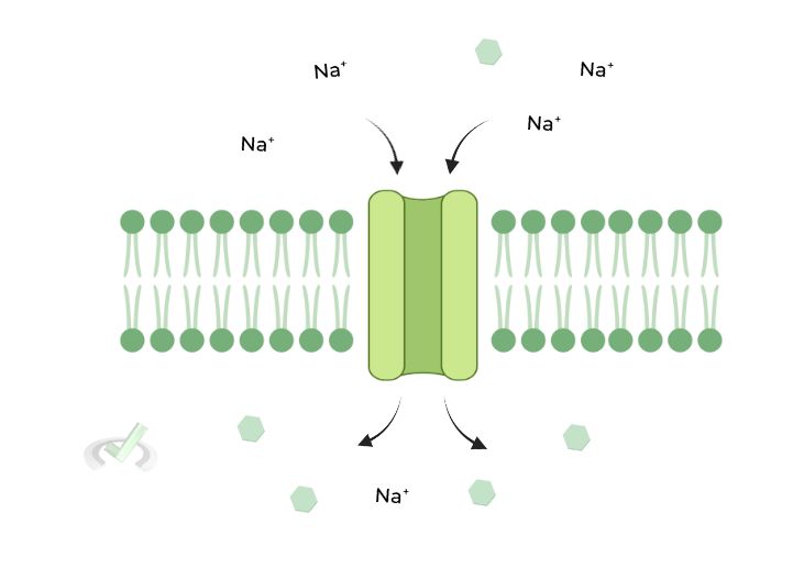 Biological Membranes: Membrane Transport on the MCAT – MedLife Mastery
