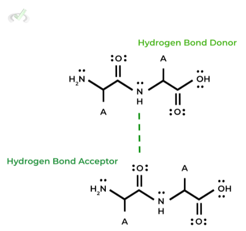 Protein Structure on the MCAT – MedLife Mastery