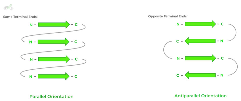 Protein Structure on the MCAT – MedLife Mastery
