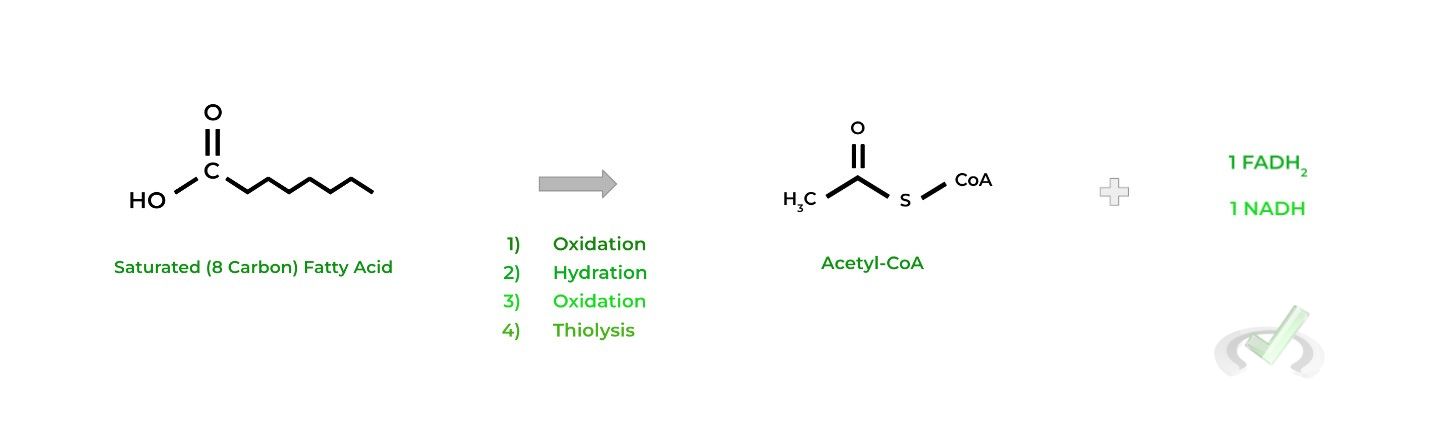 Fatty Acids: Anabolism and Catabolism on the MCAT – MedLife Mastery