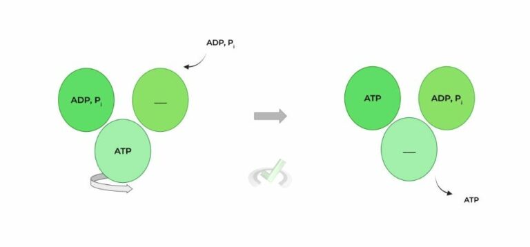 Oxidative Phosphorylation: ATP Synthase on the MCAT – MedLife Mastery