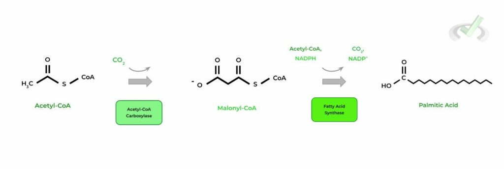 Fatty Acids: Anabolism and Catabolism on the MCAT – MedLife Mastery