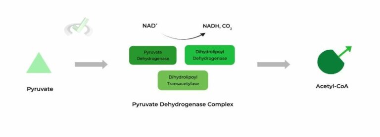 Pyruvate Dehydrogenase Complex on the MCAT – MedLife Mastery