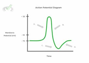 Nervous Systems on the MCAT – MedLife Mastery