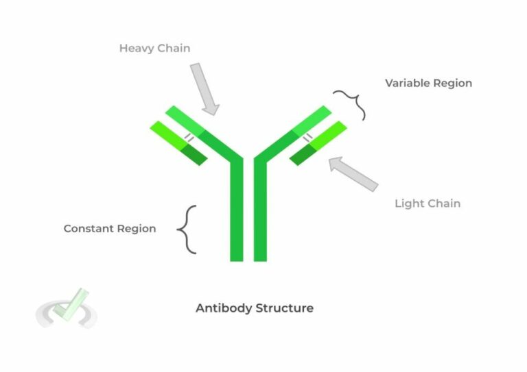 Immune Systems on the MCAT – MedLife Mastery