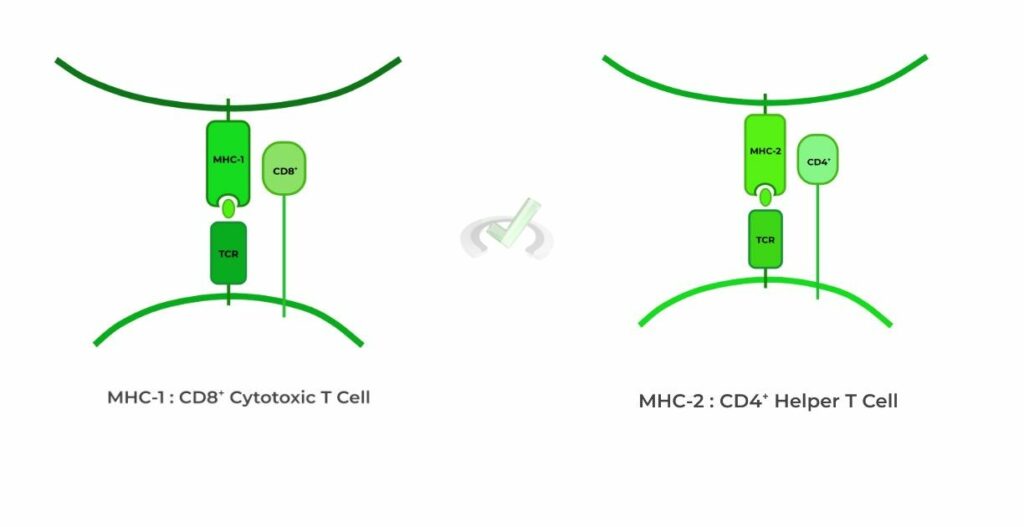 Immune Systems on the MCAT – MedLife Mastery