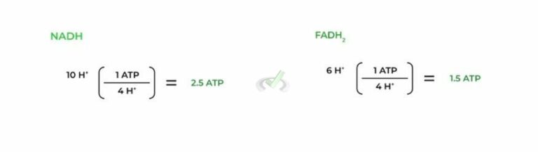 Oxidative Phosphorylation: ATP Synthase on the MCAT – MedLife Mastery