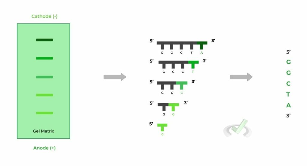 Biotechnology: DNA Sequencing on the MCAT – MedLife Mastery