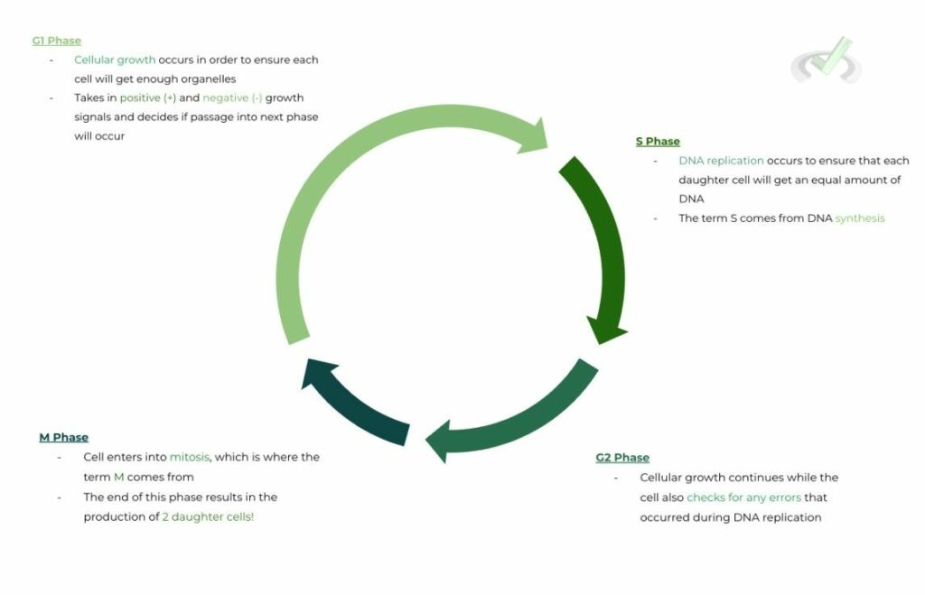 DNA: Role in Cancer Biology on the MCAT – MedLife Mastery