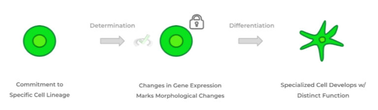 Embryogenesis and Development on the MCAT – MedLife Mastery