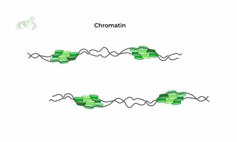 Chromosomes: Structure and Function on the MCAT – MedLife Mastery