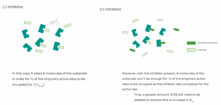 Enzyme Reversible Inhibition on the MCAT – MedLife Mastery