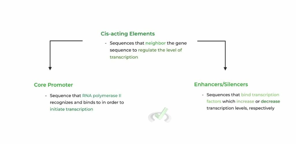 Gene Expression: Eukaryotes on the MCAT – MedLife Mastery