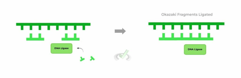 DNA Replication: Enzymes and Processes on the MCAT – MedLife Mastery