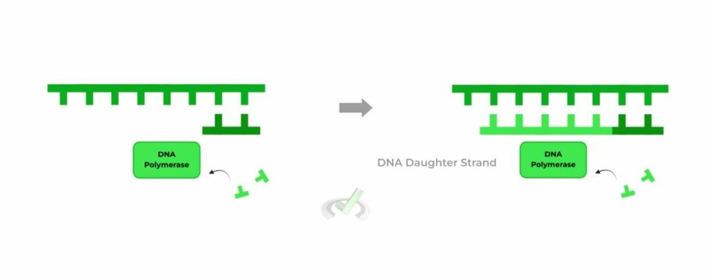 DNA Replication: Enzymes and Processes on the MCAT – MedLife Mastery