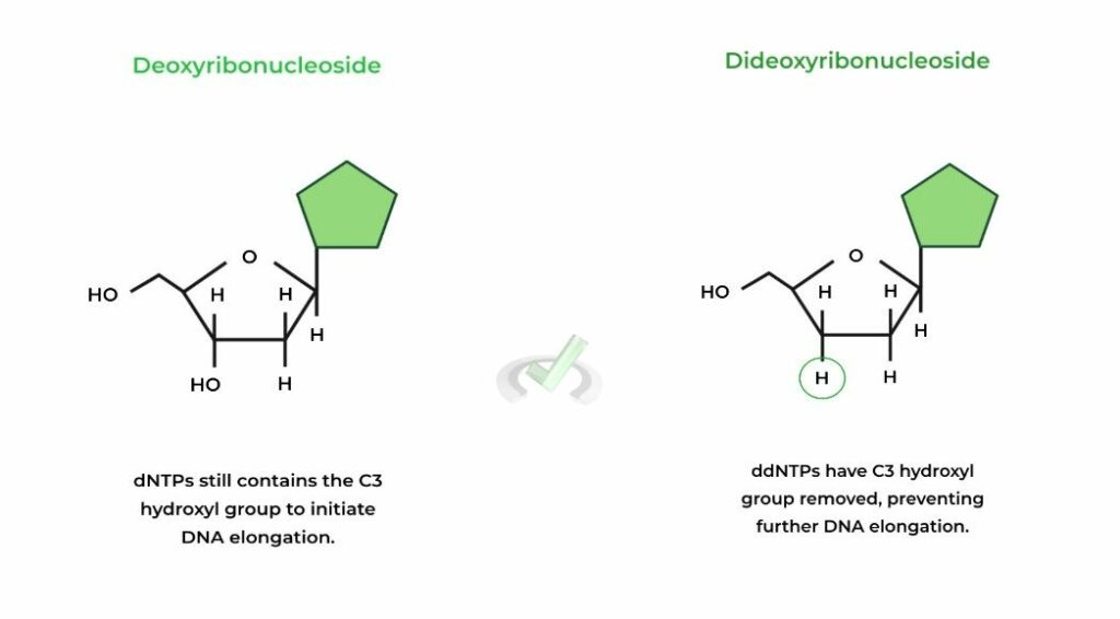 Biotechnology: DNA Sequencing on the MCAT – MedLife Mastery