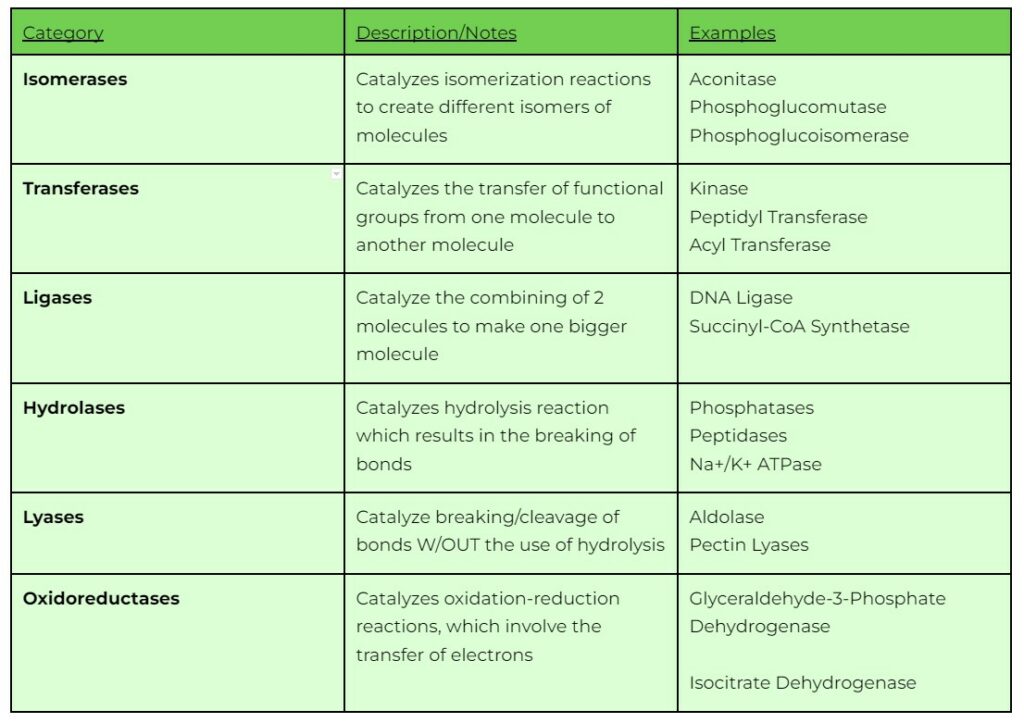 Enzyme Models & Classification on the MCAT – MedLife Mastery