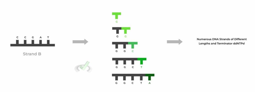 Biotechnology: DNA Sequencing on the MCAT – MedLife Mastery