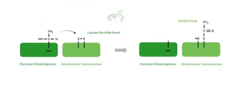 Pyruvate Dehydrogenase Complex on the MCAT – MedLife Mastery