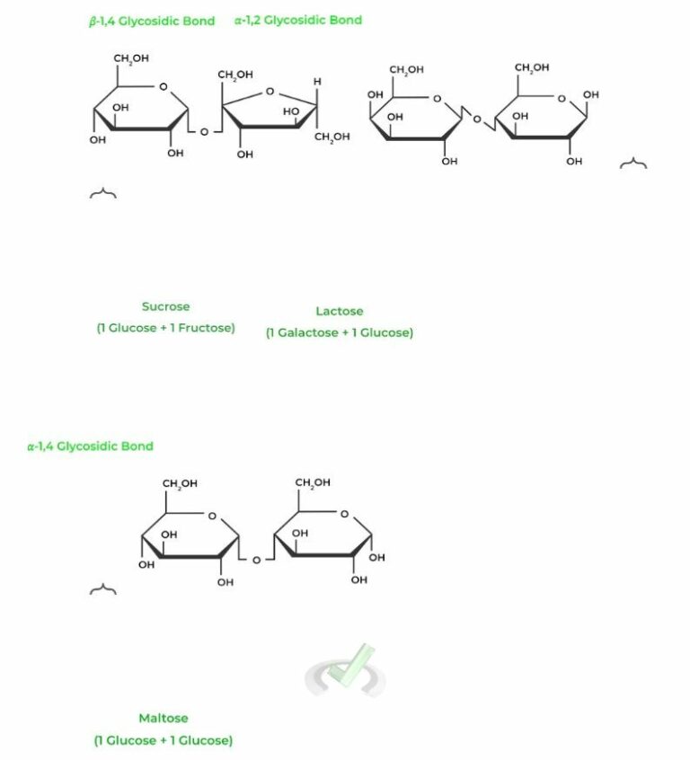 Carbohydrates: Commonly Tested Sugars on the MCAT – MedLife Mastery