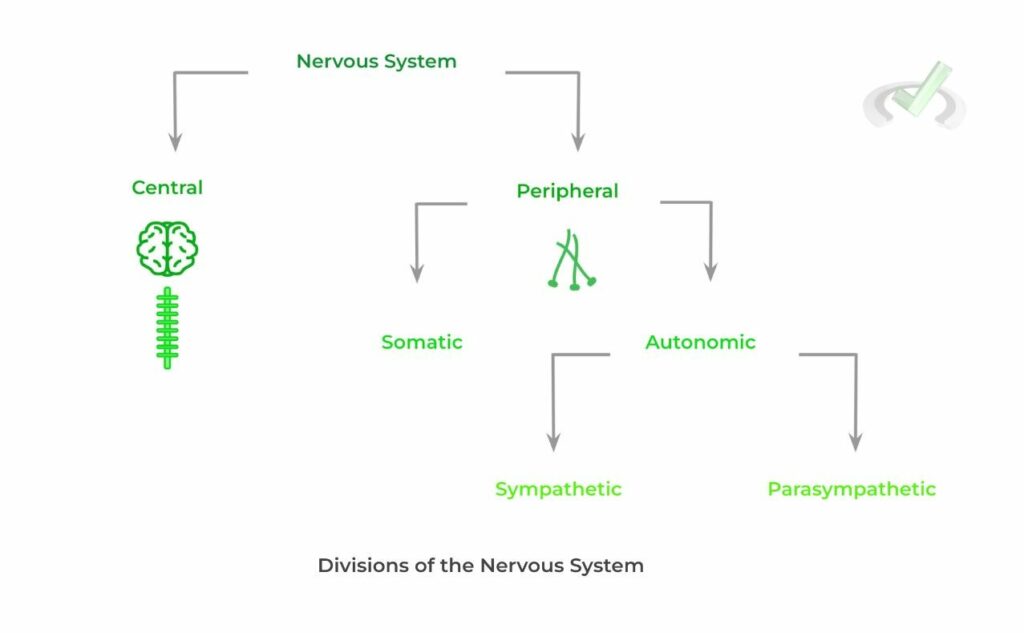 Nervous Systems on the MCAT – MedLife Mastery
