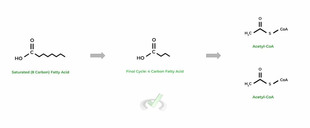 Fatty Acids: Anabolism and Catabolism on the MCAT – MedLife Mastery