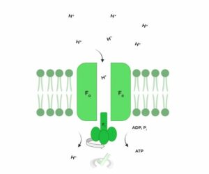 Oxidative Phosphorylation: ATP Synthase on the MCAT – MedLife Mastery