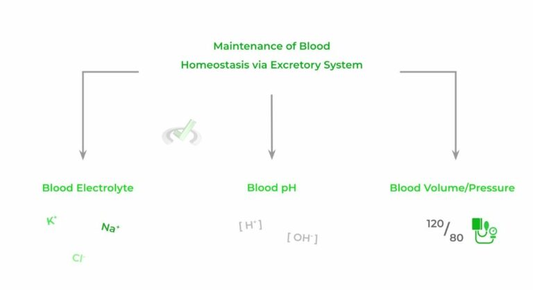 Excretory Systems on the MCAT – MedLife Mastery