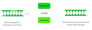 Cells on the MCAT – MedLife Mastery