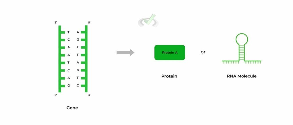 Chromosomes: Role in Genetics on the MCAT – MedLife Mastery