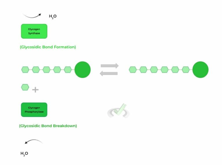 Carbohydrates: Key Reactions on the MCAT – MedLife Mastery