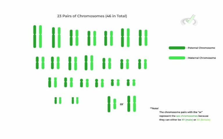 Chromosomes: Role in Genetics on the MCAT – MedLife Mastery