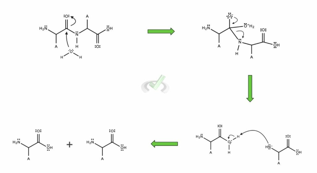 Enzyme Models & Classification on the MCAT – MedLife Mastery