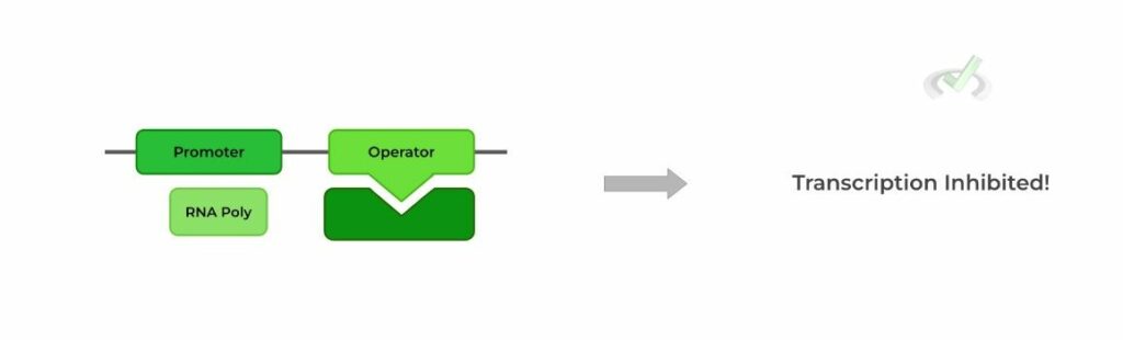 Gene Expression: Prokaryotes on the MCAT – MedLife Mastery