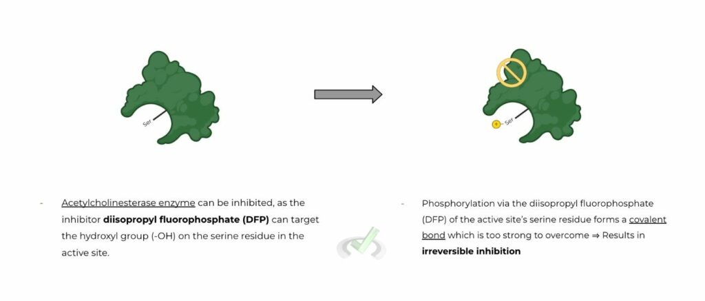 Enzyme Inhibition: Other Forms on the MCAT – MedLife Mastery