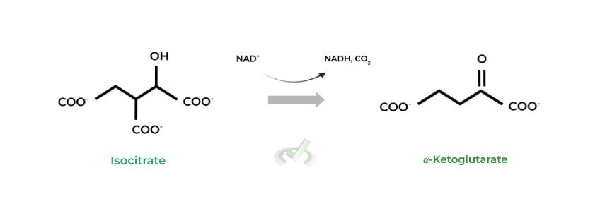 Oxidative Phosphorylation: Citric Acid Cycle on the MCAT – MedLife Mastery