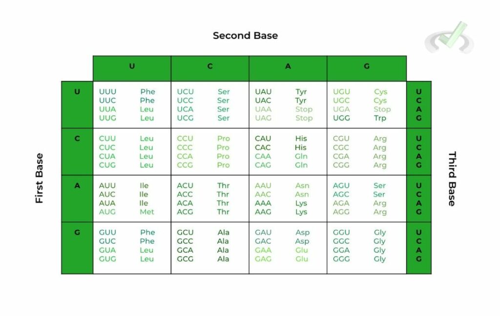 RNA Transcription: Fundamentals and Key Terms on the MCAT – MedLife Mastery