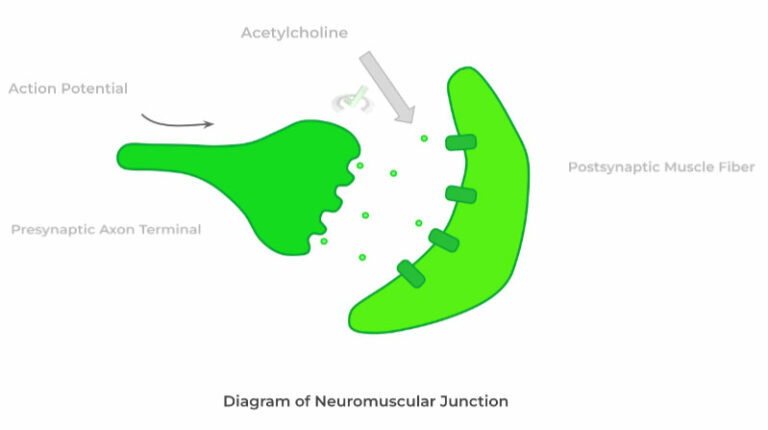 Musculoskeletal Systems On The MCAT – MedLife Mastery