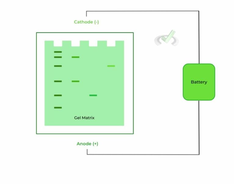 Biotechnology: Gel Electrophoresis on the MCAT – MedLife Mastery