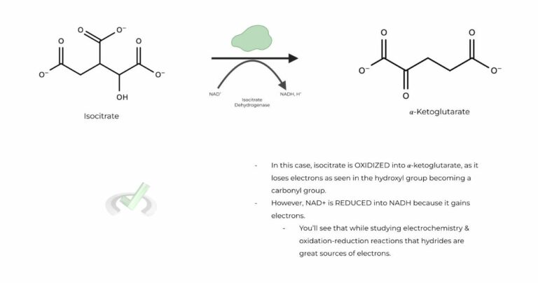 Enzyme Models & Classification on the MCAT – MedLife Mastery