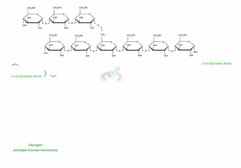 Carbohydrates: Commonly Tested Sugars on the MCAT – MedLife Mastery