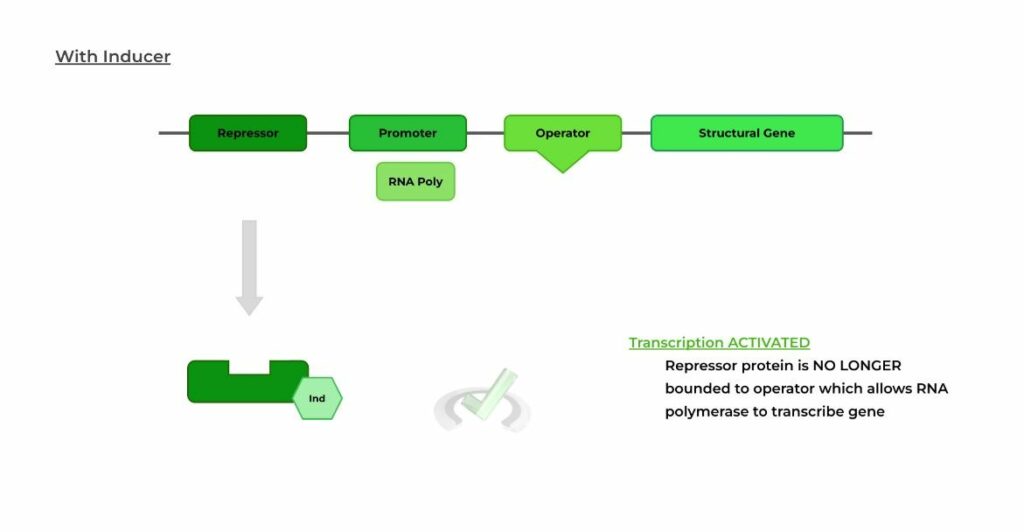 Gene Expression: Prokaryotes on the MCAT – MedLife Mastery